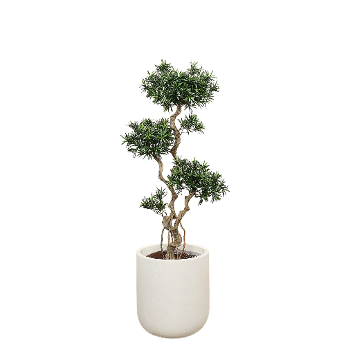 Artificial Podocarpus Tree 150cm – Luxury Casa – Home of premium décor
